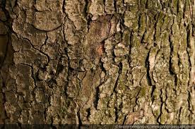 bole是什么意思_bole的中文翻译_音标_读音_用法_例句_在线英汉翻译 - 给力词典