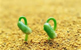 burgeon是什么意思_burgeon的中文翻译_音标_读音_用法_例句_在线英汉翻译 - 给力词典