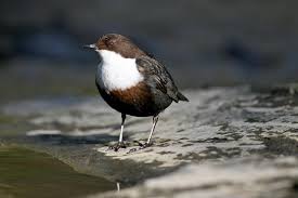 dipper是什么意思_dipper的中文翻译_音标_读音_用法_例句_在线英汉翻译 - 给力词典