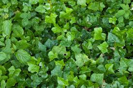 ivy是什么意思_ivy的中文翻译_音标_读音_用法_例句_在线英汉翻译 - 给力词典