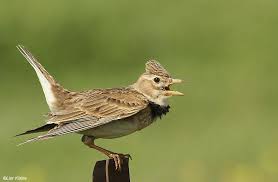 lark是什么意思_lark的中文翻译_音标_读音_用法_例句_在线英汉翻译 - 给力词典