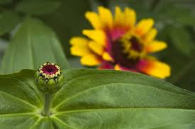 nascent是什么意思_nascent的中文翻译_音标_读音_用法_例句_在线英汉翻译 - 给力词典