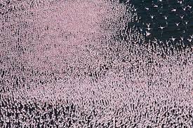 numerous是什么意思_numerous的中文翻译_音标_读音_用法_例句_在线英汉翻译 - 给力词典