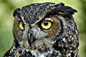 owl是什么意思_owl的中文翻译_音标_读音_用法_例句_在线英汉翻译 - 给力词典