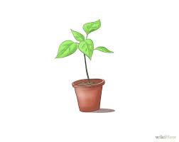 plant是什么意思_plant的中文翻译_例句用法_发音怎么读