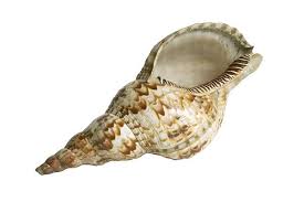 shell是什么意思_shell的中文翻译_音标_读音_用法_例句_在线英汉翻译 - 给力词典