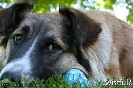 wistful是什么意思_wistful的中文翻译_音标_读音_用法_例句_在线英汉翻译 - 给力词典